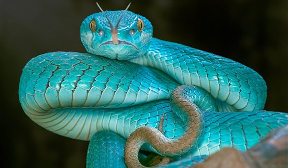 Mamba Azul: Características, Fotos e Nome Científico | Mundo Ecologia