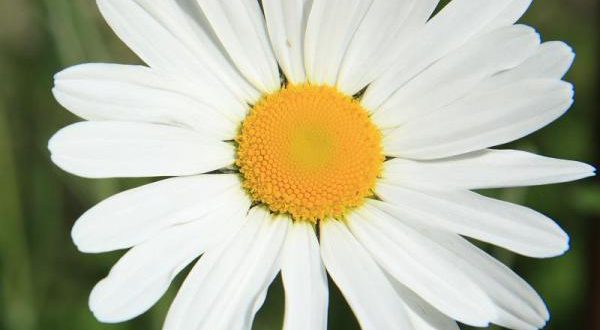 Como Fazer Mudas de Margaridas | Mundo Ecologia