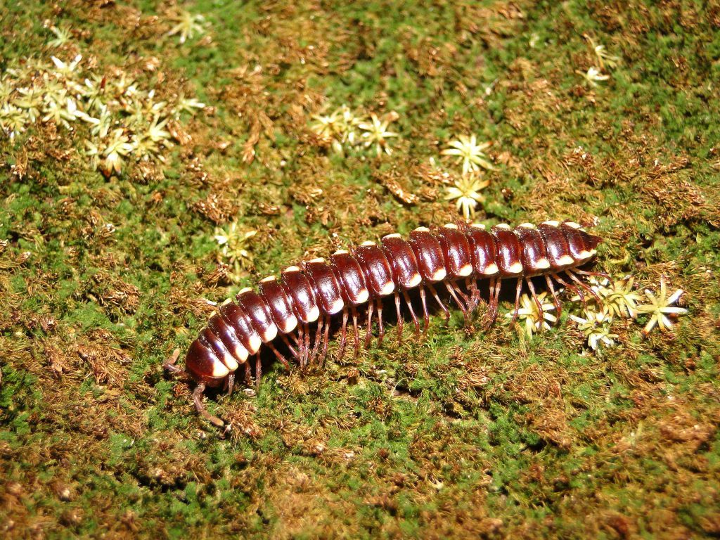Gongolo Gigante: Informações, Ciclo de Vida e Infestação – Mundo Ecologia
