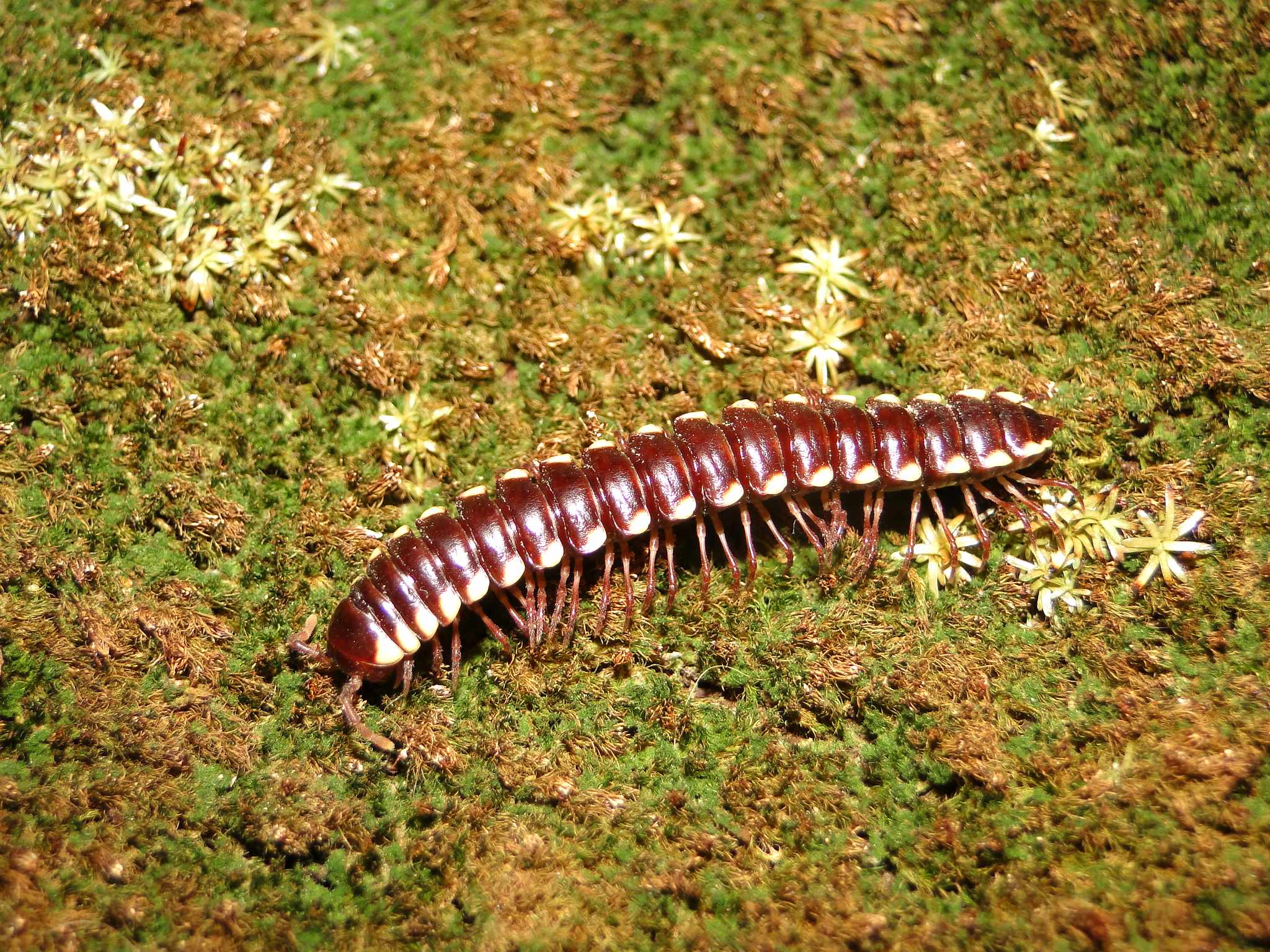 Gongolo Gigante: Informações, Ciclo de Vida e Infestação – Mundo Ecologia