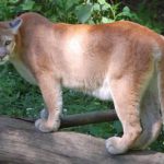 Animais Típicos da Caatinga | Mundo Ecologia