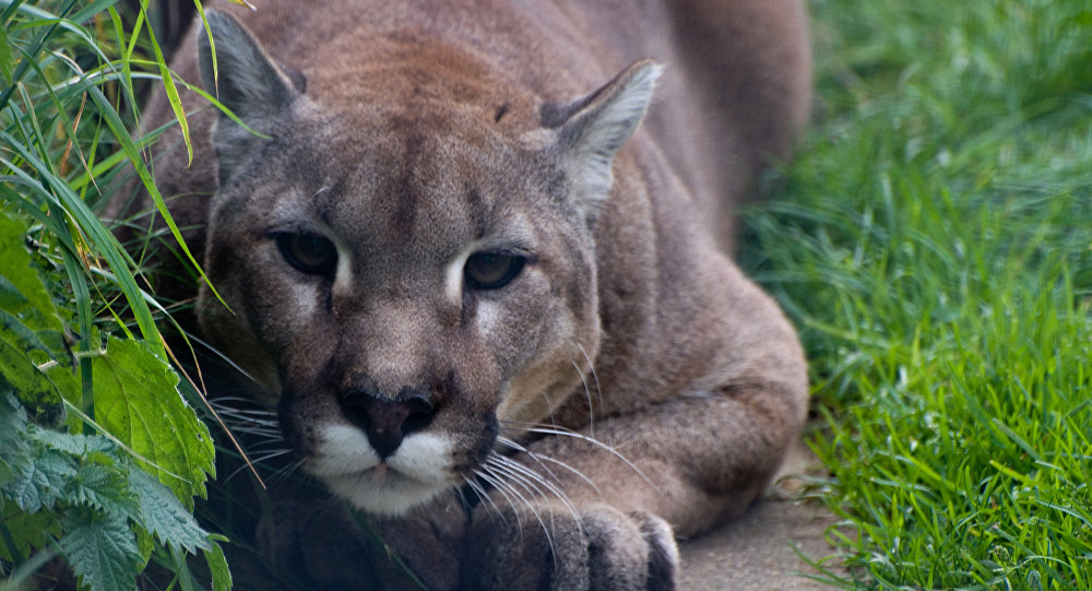 Animais Típicos da Caatinga | Mundo Ecologia