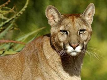 Animais Típicos da Caatinga | Mundo Ecologia