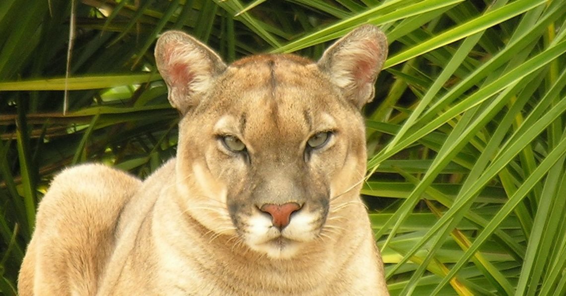 Animais Típicos da Caatinga | Mundo Ecologia