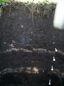 Tipos De Solo No Brasil: Distribuição do Solo em Território Nacional ...