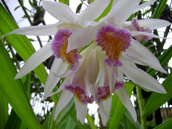 Orquídea Thunia: Fotos, Cultivo e Características – Mundo Ecologia