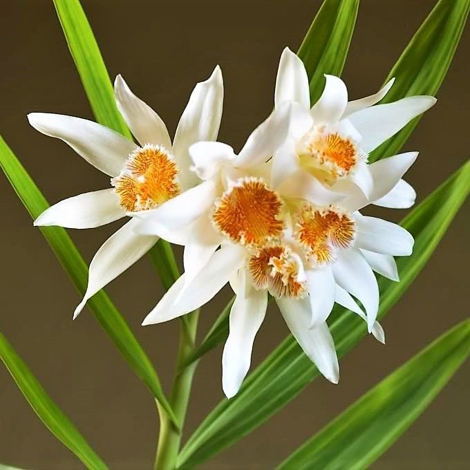 Orquídea Thunia: Fotos, Cultivo e Características | Mundo Ecologia