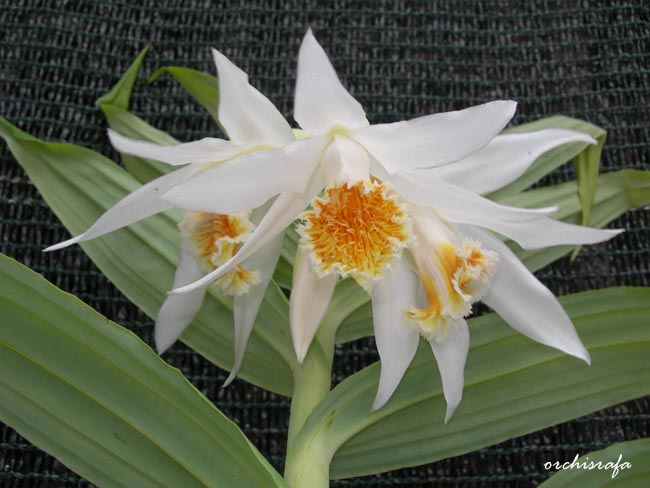 Orquídea Thunia: Fotos, Cultivo e Características | Mundo Ecologia