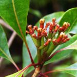Pé de Cravo Arvore Imagens – Mundo Ecologia