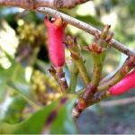 Pé de Cravo Arvore Imagens – Mundo Ecologia