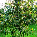 Pé de Cravo Arvore Imagens – Mundo Ecologia