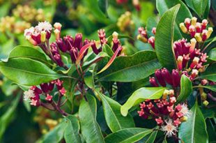 Pé de Cravo Arvore Imagens | Mundo Ecologia