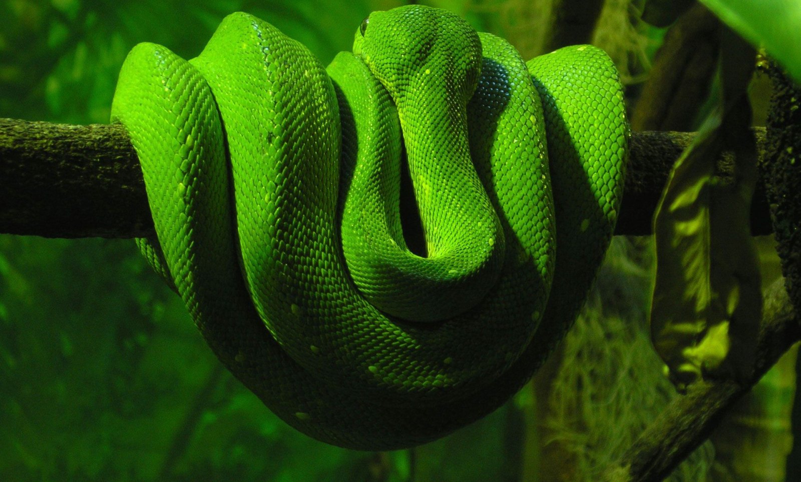 Mamba Azul: Características, Fotos e Nome Científico – Mundo Ecologia