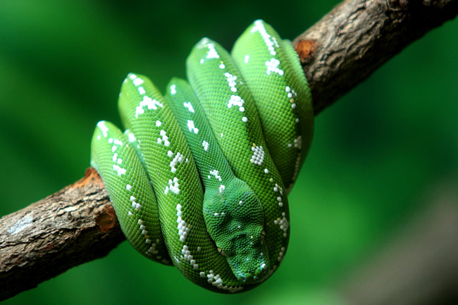 Mamba Azul: Características, Fotos e Nome Científico – Mundo Ecologia