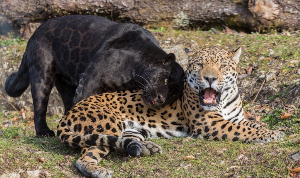 Pantera Negra Reprodução E Filhotes | Mundo Ecologia