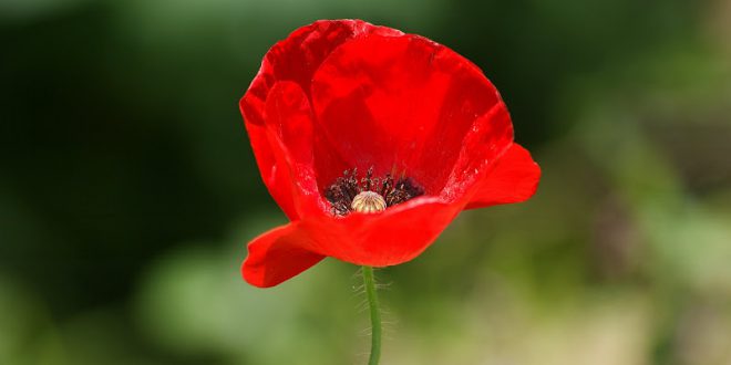 Lista de Nomes de Flores de A a Z Com Fotos | Mundo Ecologia