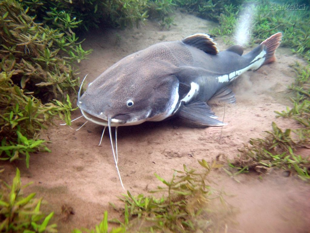 Floresta Amazônica Fauna: Principais Animais Presentes | Mundo Ecologia
