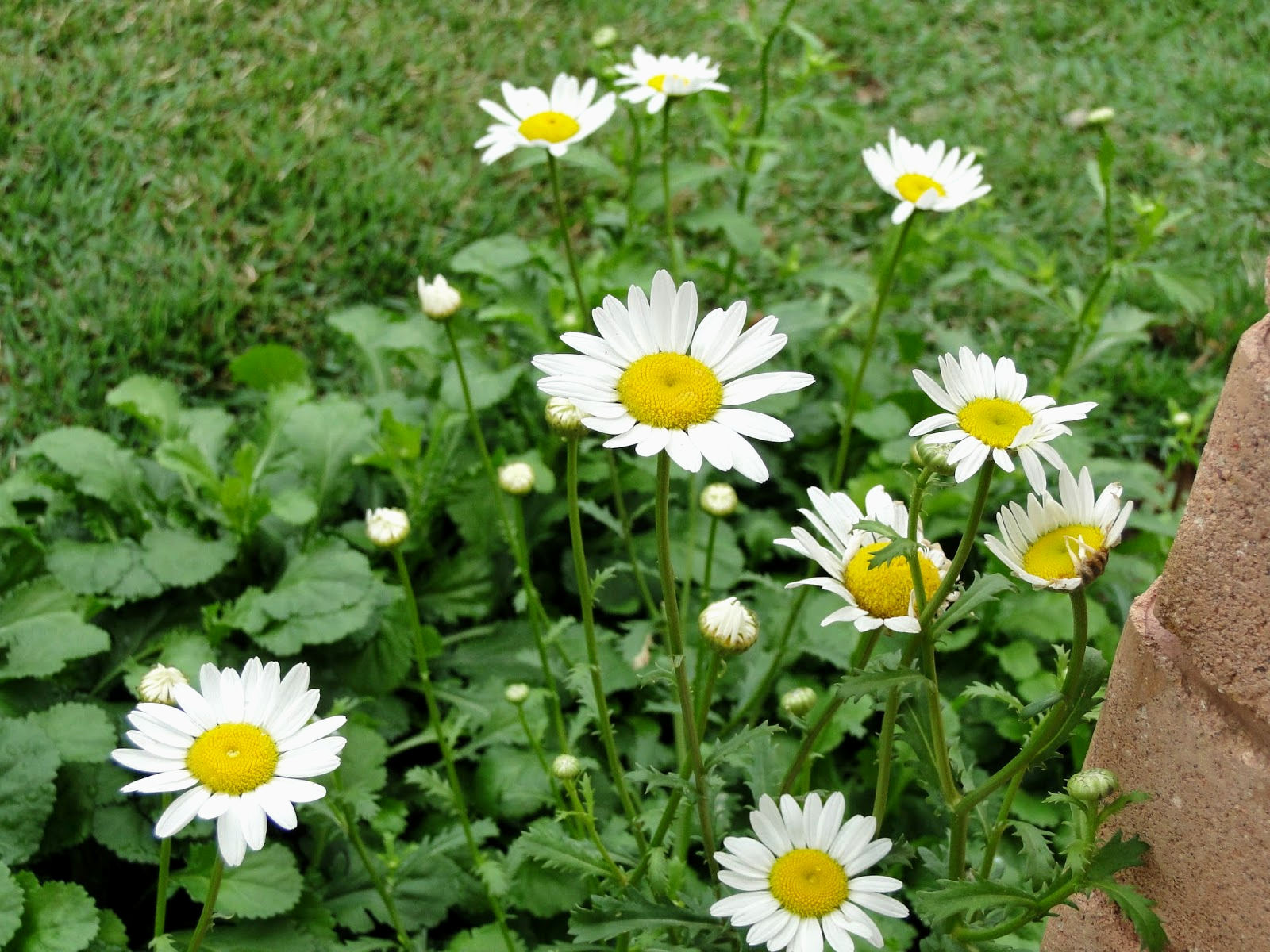 Jardins e Plantações de Margaridas com Fotos | Mundo Ecologia
