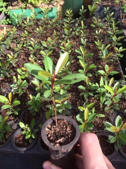 Pé de Cravo Arvore Imagens – Mundo Ecologia