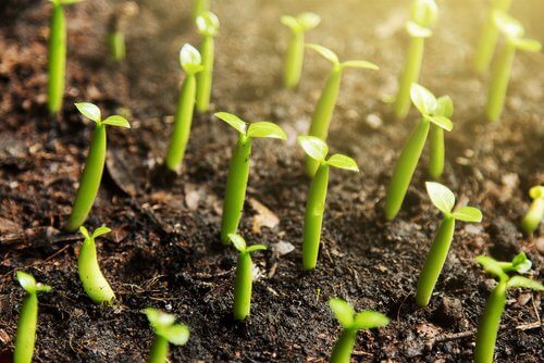 Pé de Cravo Arvore Imagens – Mundo Ecologia