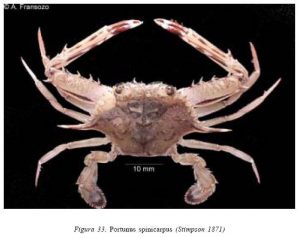 Siri de Areia de Praia Fotos e Vídeos | Mundo Ecologia