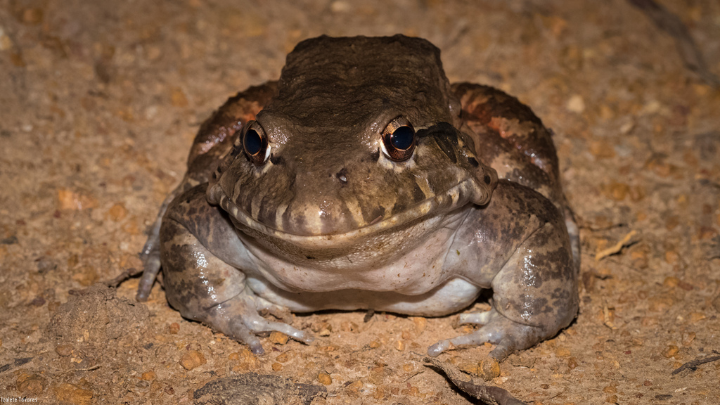 Rã Pimenta: Nome Científico, Características e Fotos | Mundo Ecologia