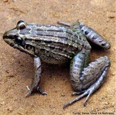 Rã Pimenta: Nome Científico, Características e Fotos | Mundo Ecologia