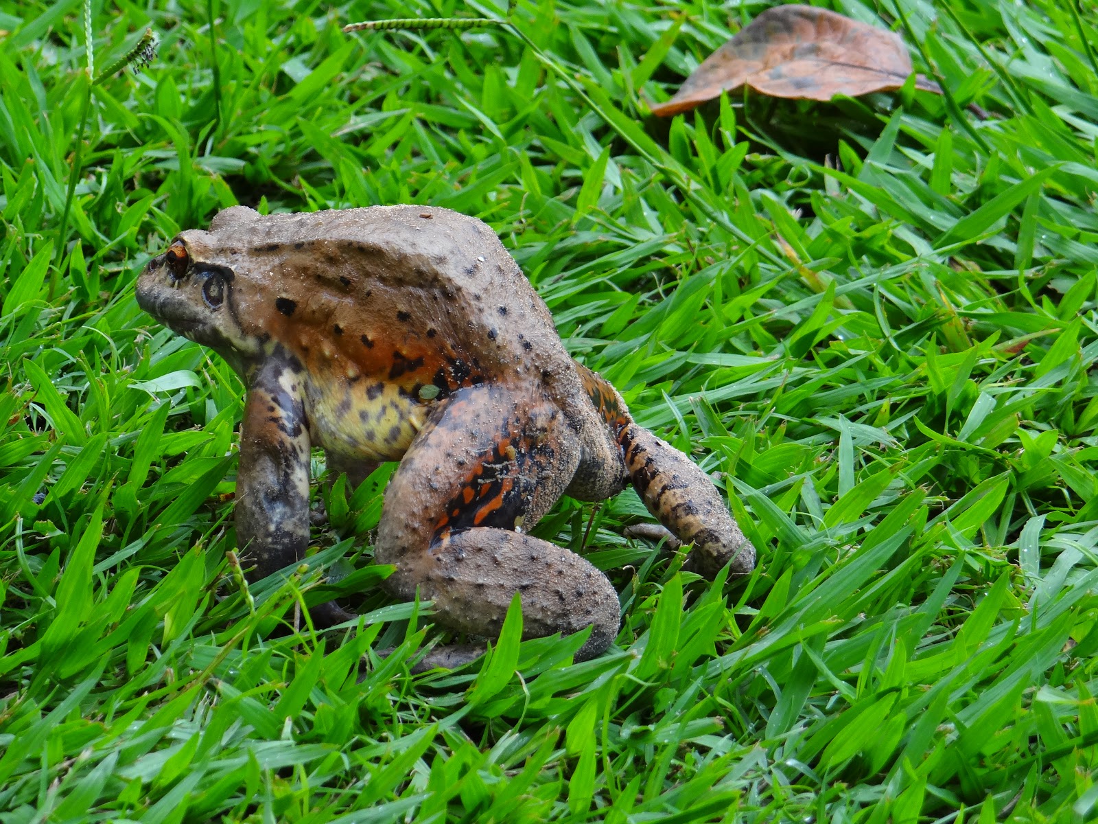 Rã Pimenta: Nome Científico, Características e Fotos | Mundo Ecologia