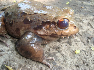 Rã Pimenta: Nome Científico, Características e Fotos | Mundo Ecologia