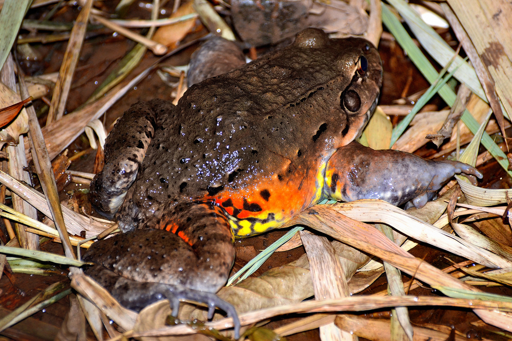 Rã Pimenta: Nome Científico, Características e Fotos | Mundo Ecologia