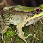 Espécies de Rãs Brasileiras com Fotos | Mundo Ecologia