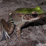 Espécies de Rãs Brasileiras com Fotos | Mundo Ecologia