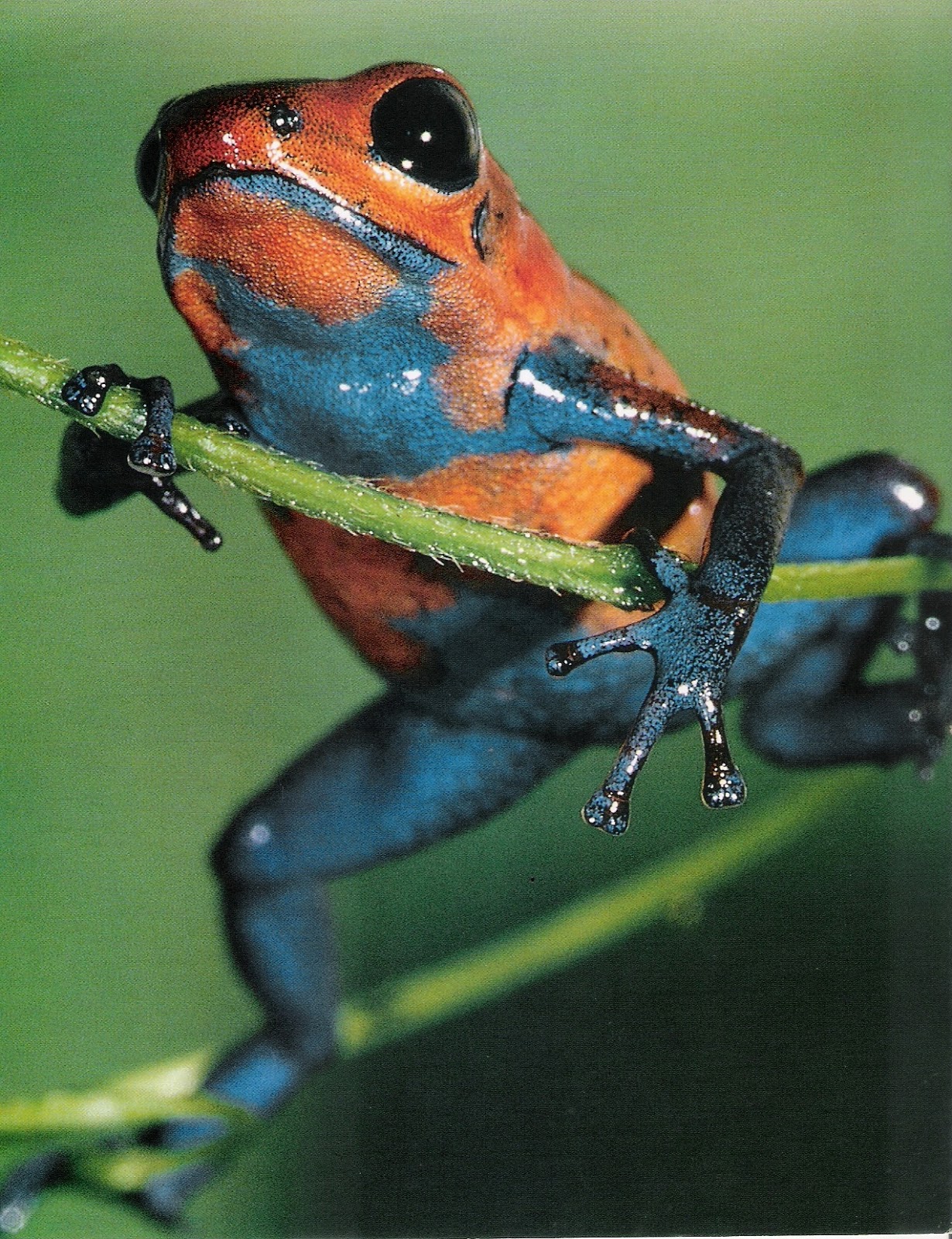 Rã Vermelha: Características e Fotos | Mundo Ecologia