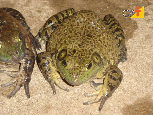 Rã Verdadeira: Fotos, Características e Nome Científico – Mundo Ecologia