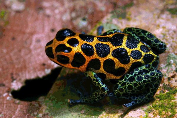 Sapo Laranja Pequeno Venenoso – Mundo Ecologia