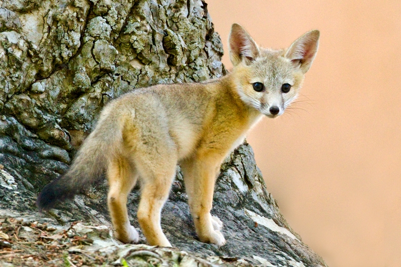 Raposa Anã: Características e Fotos – Mundo Ecologia