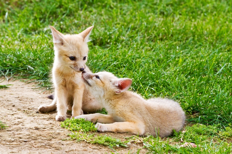 Raposa Anã: Características e Fotos – Mundo Ecologia
