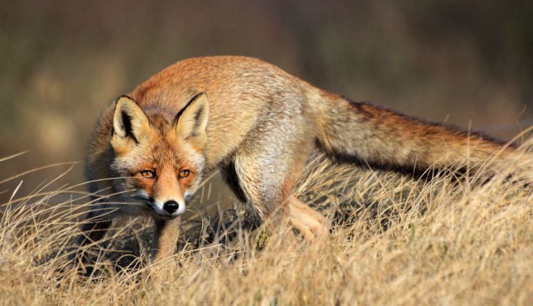 Visão Das Raposas e Locomoção – Mundo Ecologia