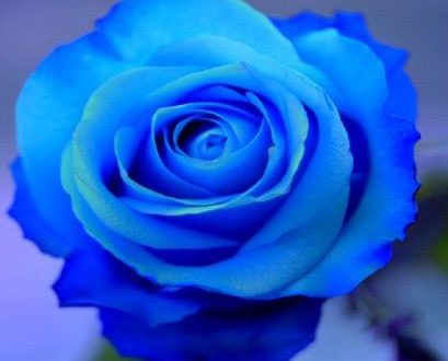 Rosa Azul: História, Significado e Fotos | Mundo Ecologia