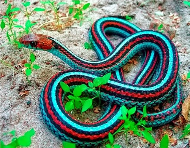 Mamba Azul: Características, Fotos e Nome Científico – Mundo Ecologia