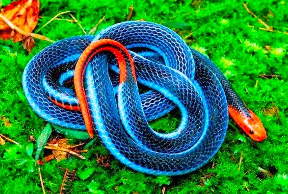Mamba Azul: Características, Fotos e Nome Científico – Mundo Ecologia
