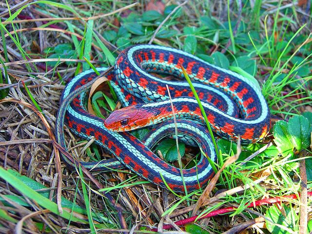 Mamba Azul: Características, Fotos e Nome Científico – Mundo Ecologia