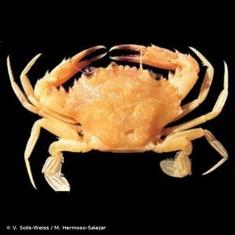 Siri de Areia de Praia Fotos e Vídeos | Mundo Ecologia