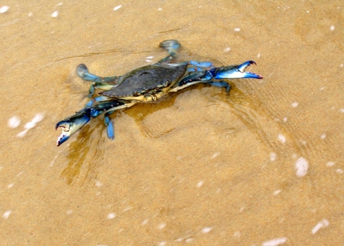 Reprodução do Animal Siri: Gestação e Como Nasce | Mundo Ecologia