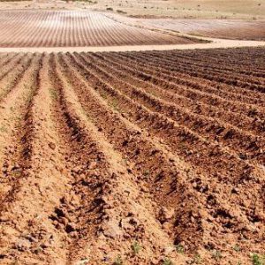 Tudo Sobre O Solo Arenoso: Como Recuperá-lo? Por que ele existe ...