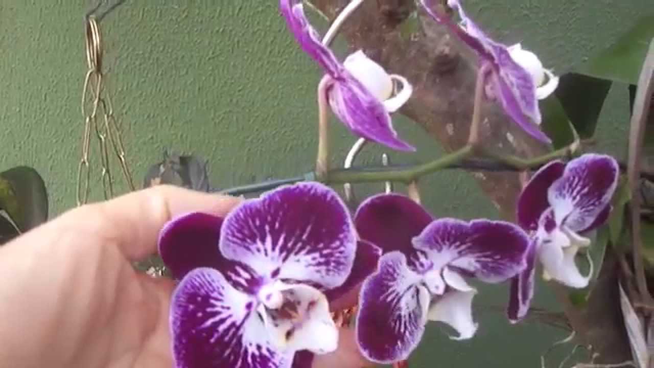 Terapia das Orquídeas: O Poder Terapêutico Dessa Flor | Mundo Ecologia