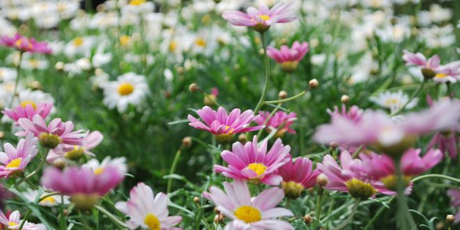Diferentes Tipos de Margaridas | Mundo Ecologia