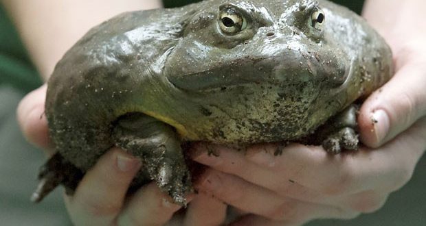 Sapo Boi Gigante Com Fotos e Características | Mundo Ecologia