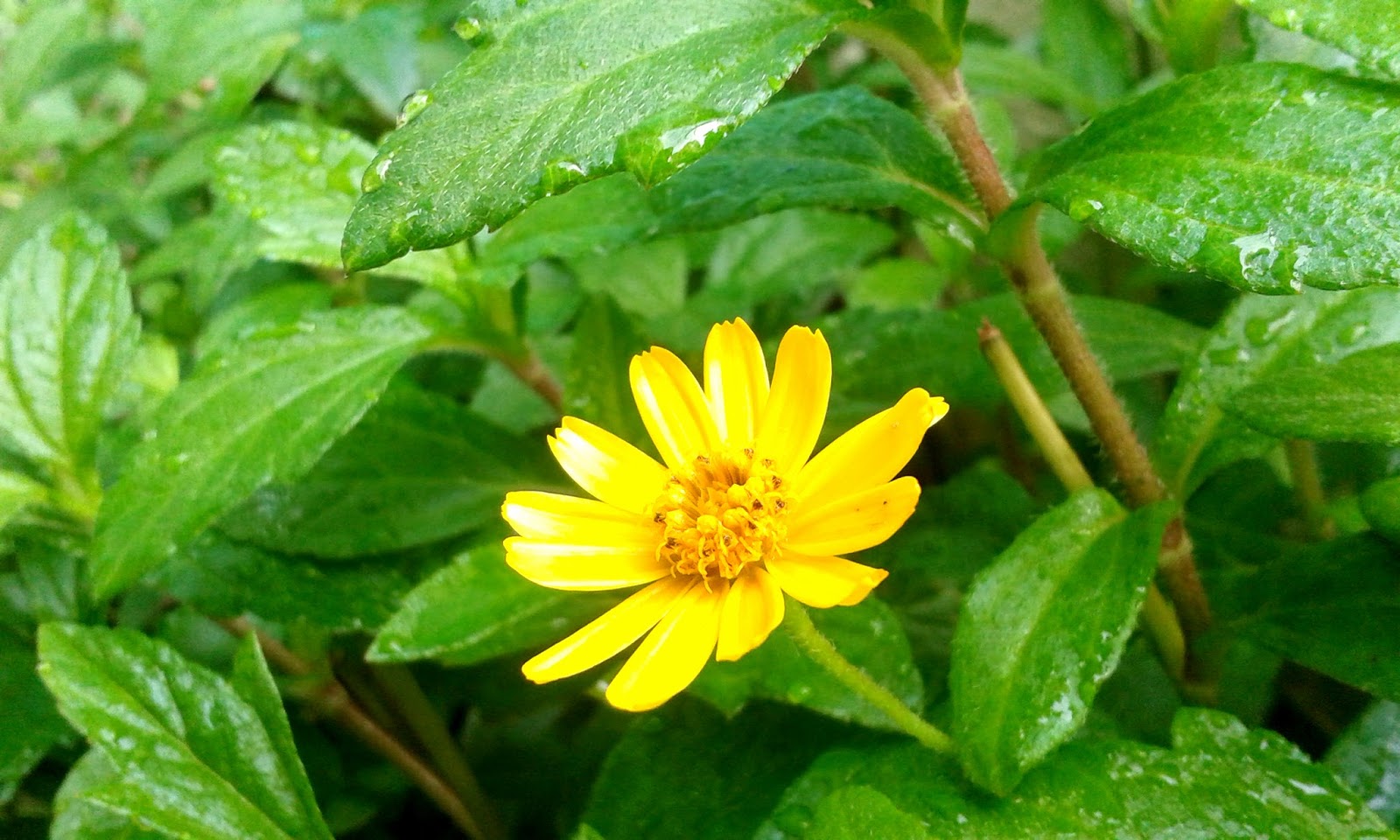 Diferentes Tipos de Margaridas | Mundo Ecologia