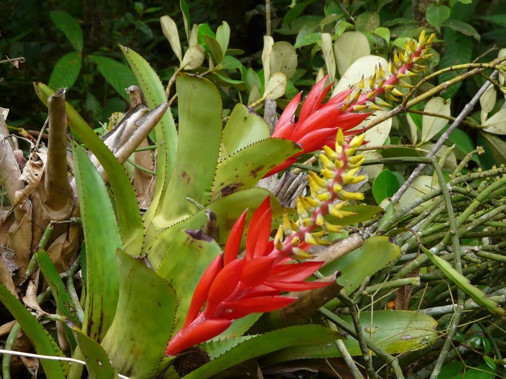 Como Recuperar uma Bromélia Morrendo ou com Flor Seca | Mundo Ecologia